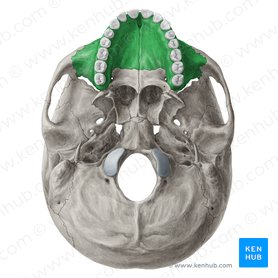 Maxila: Anatomia, função e relevância clínica | Kenhub