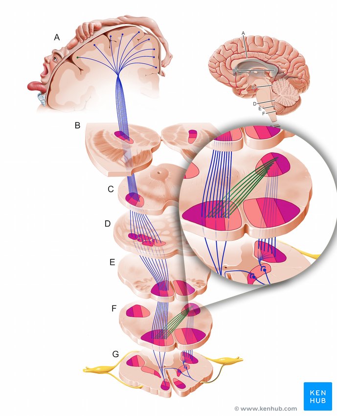 Medulla oblongata: Anatomy and clinical aspects | Kenhub