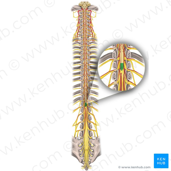 Estrutura e meninges da medula espinhal - Anatomia | Kenhub