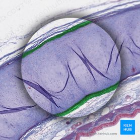 Perichondrium: Anatomical structure and function | Kenhub