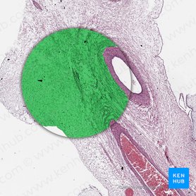 Definition and types of connective tissue | Kenhub