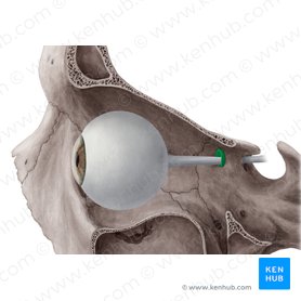 Extraocular muscles: Anatomy and movements | Kenhub