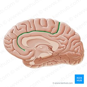 Cerebral cortex: Structure and functions | Kenhub