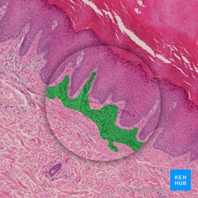 Bindegewebe - Definition, Arten und Aufbau | Kenhub