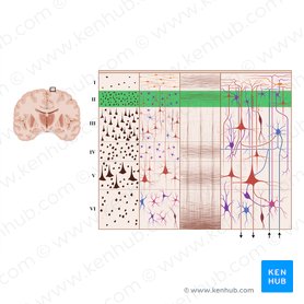Cerebral cortex cytoarchitecture and layers | Kenhub