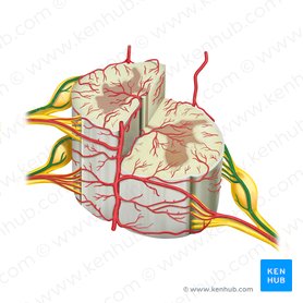 Spinal cord: Blood supply and anatomy | Kenhub