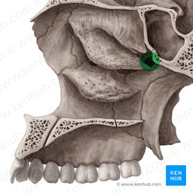 Arteria sphenopalatina - Anatomie, Verlauf, Äste & Klinik | Kenhub