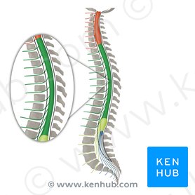 Spinal nerves: Anatomy, roots and function | Kenhub
