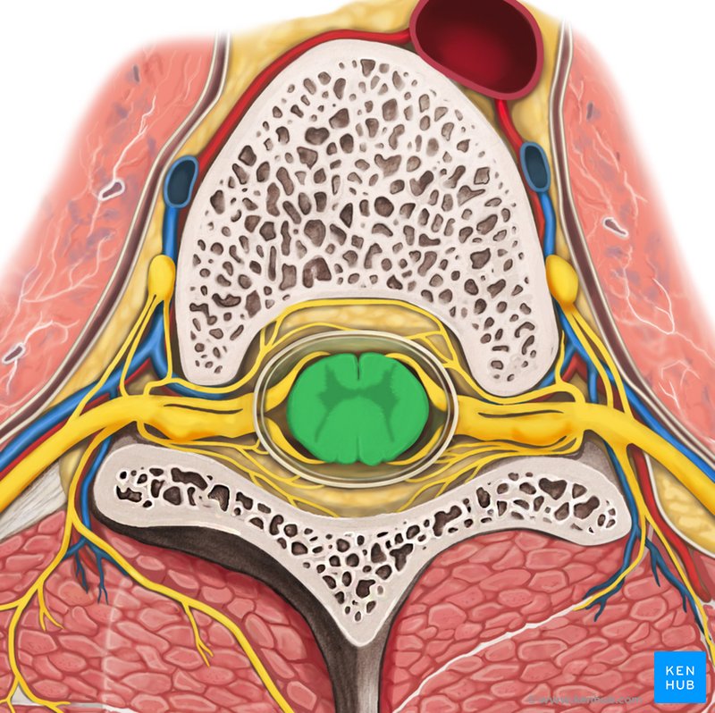 Spinothalamic tract: Anatomy and function | Kenhub
