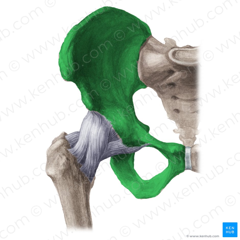 Pelvis ósea: ilion, isquion, pubis | Kenhub