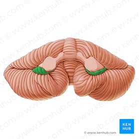 Kleinhirn (Cerebellum) - Anatomie und Klinik | Kenhub