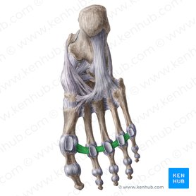 Lumbricals of foot: Attachments, innervation and action | Kenhub