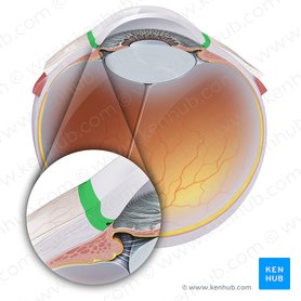 Cornea: Anatomical structure and function | Kenhub