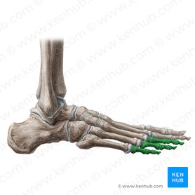 Human anatomy and histology study guide | Kenhub