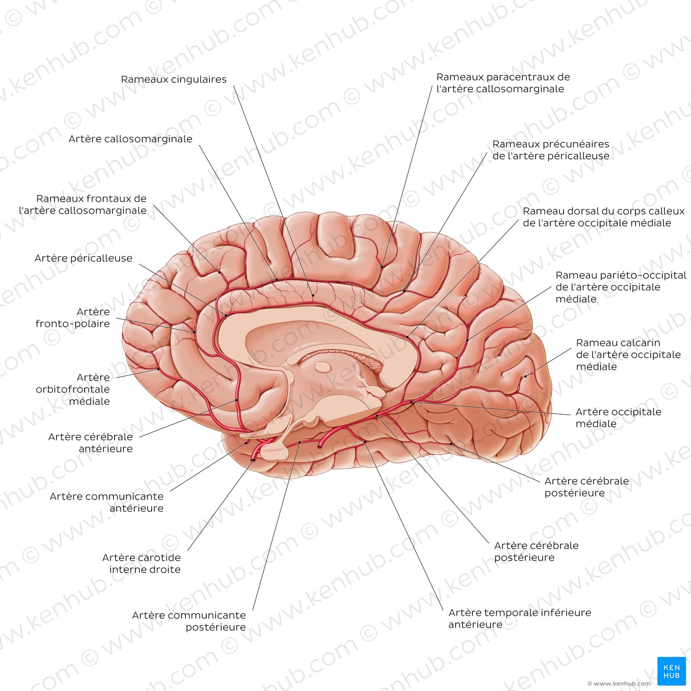 Corps calleux : anatomie, fonction et aspects cliniques | Kenhub