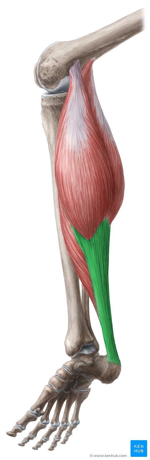 Achillessehne: Anatomie, Funktion und Ruptur | Kenhub