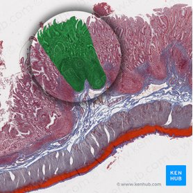 Ductus choledochus - Anatomie, Histologie & Klinik | Kenhub