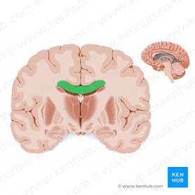 Corpus callosum: Anatomy, function and clinical aspects | Kenhub