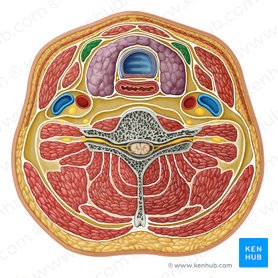 Sternothyroid: Origin, insertion, innervation, action | Kenhub