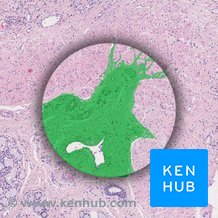 Dense irregular connective tissue: anatomy and function | Kenhub