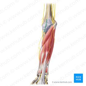 Cutaneous nerves of the forearm: Anatomy and function | Kenhub