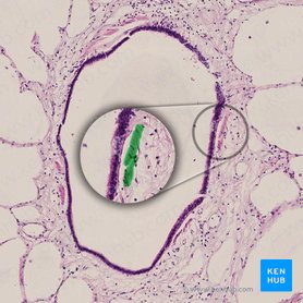Bronchi: Anatomy, function and histology | Kenhub