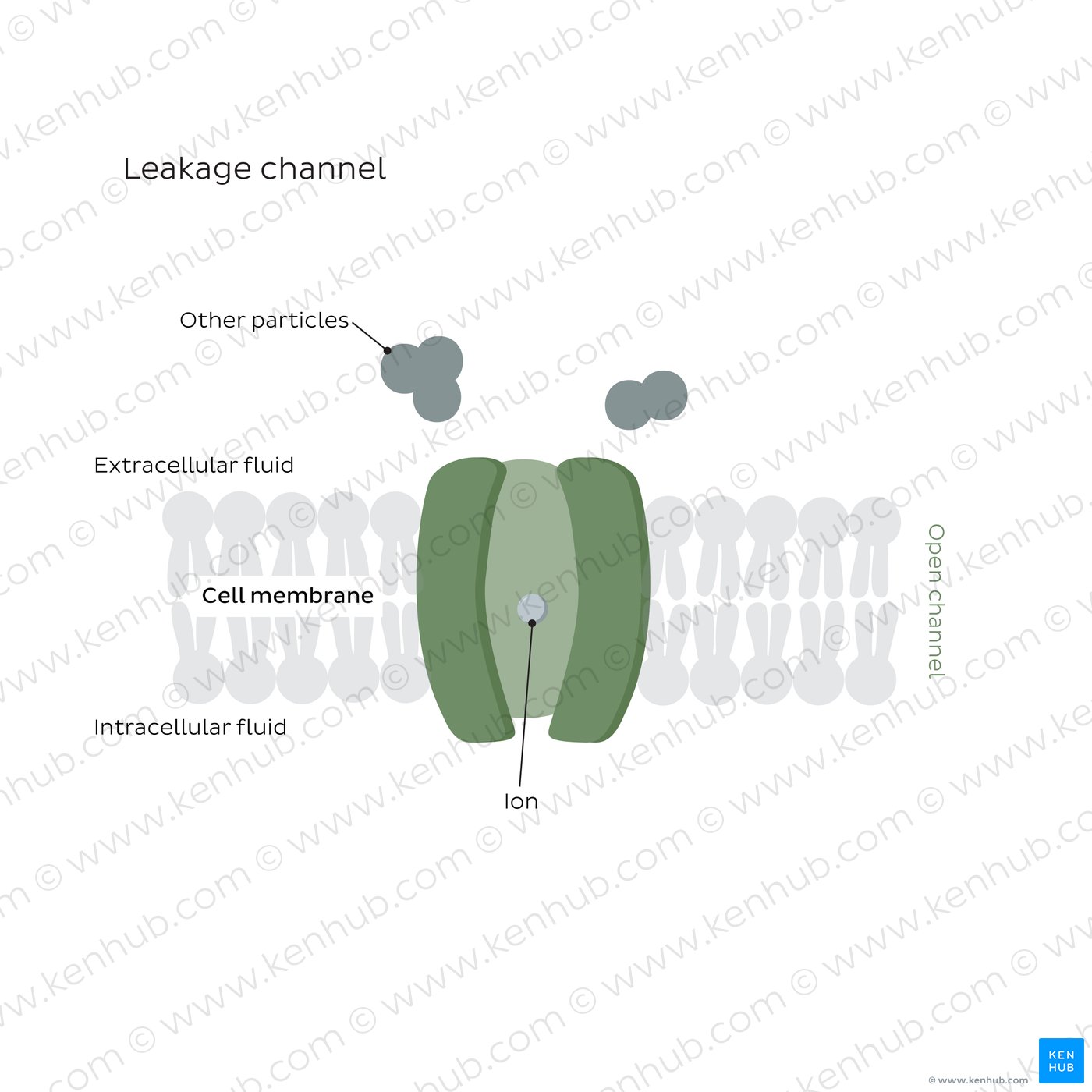 Ion channels and gradients | Kenhub