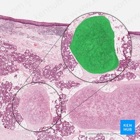 Knorpel - Arten, Aufbau & Klinik | Kenhub