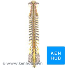 Posterior median sulcus: Location and definition | Kenhub