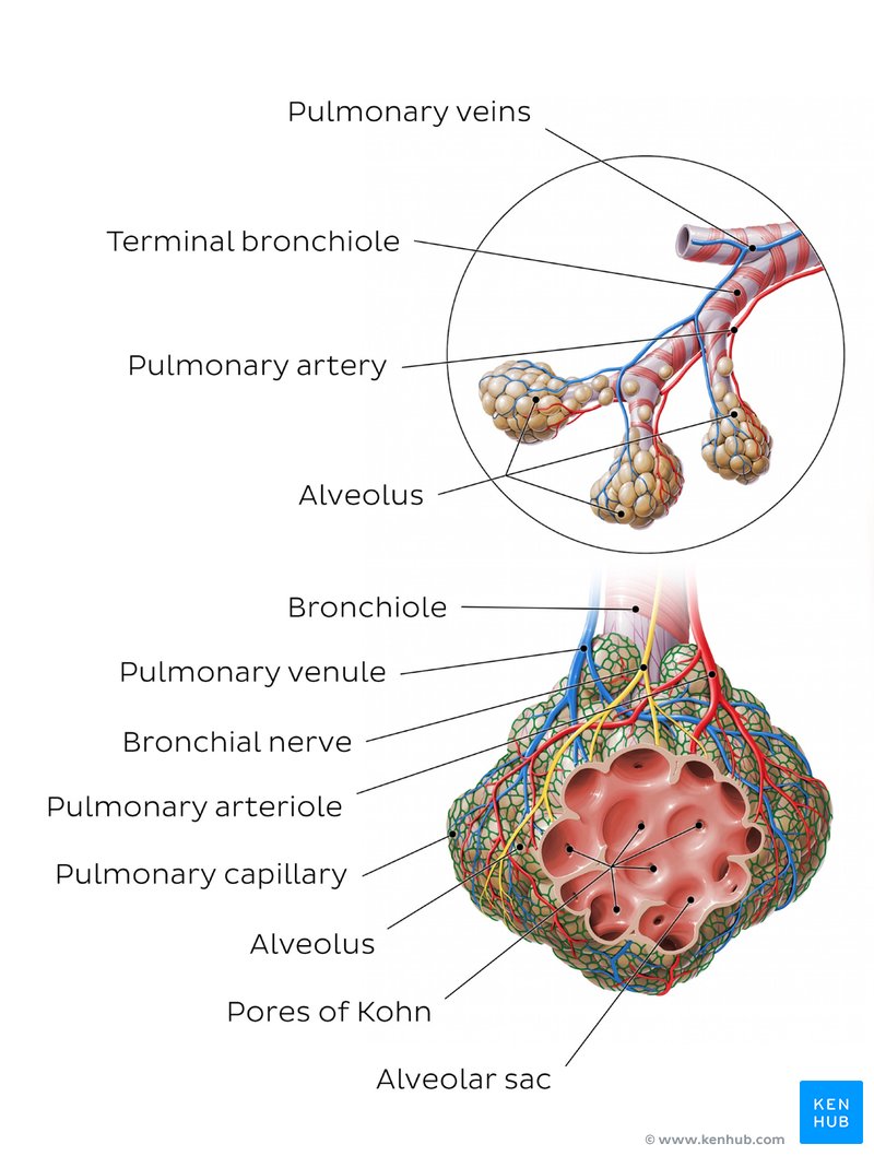 Alvéolos Estructura Histología Funciones Kenhub