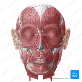 Facial artery: Anatomy, branches and clinical points | Kenhub