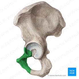 Bones: Anatomy, function, types and clinical aspects | Kenhub