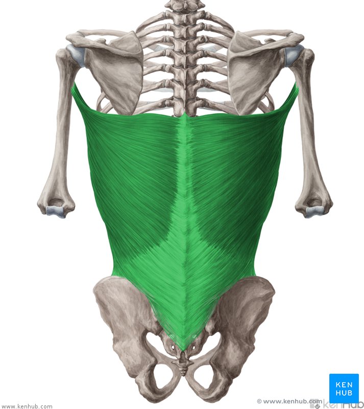 Latissimus dorsi: Origin, insertion, innervation,function | Kenhub