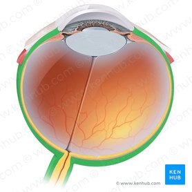 Eyeball: Structure and function | Kenhub