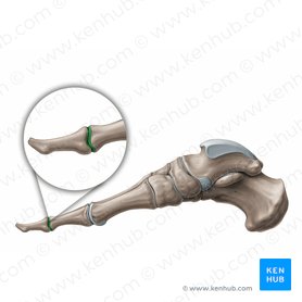 Falanges del pie: Anatomía, articulaciones, músculos | Kenhub