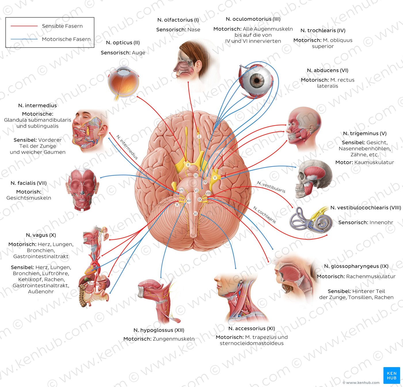 Gehirn Funktionelle Anatomie Diagram DGAKUV