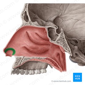 Lateral wall of the nasal cavity: Anatomy and diagrams | Kenhub