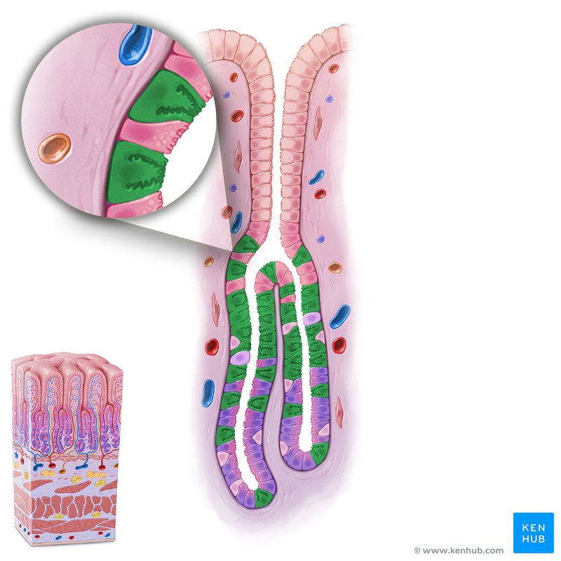 Parietal cells: histology and anatomy | Kenhub