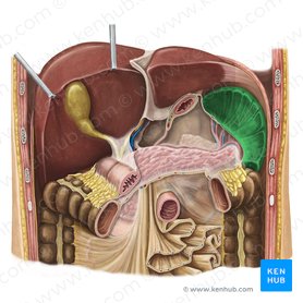 Abdomen y pelvis: Estructura y función | Kenhub