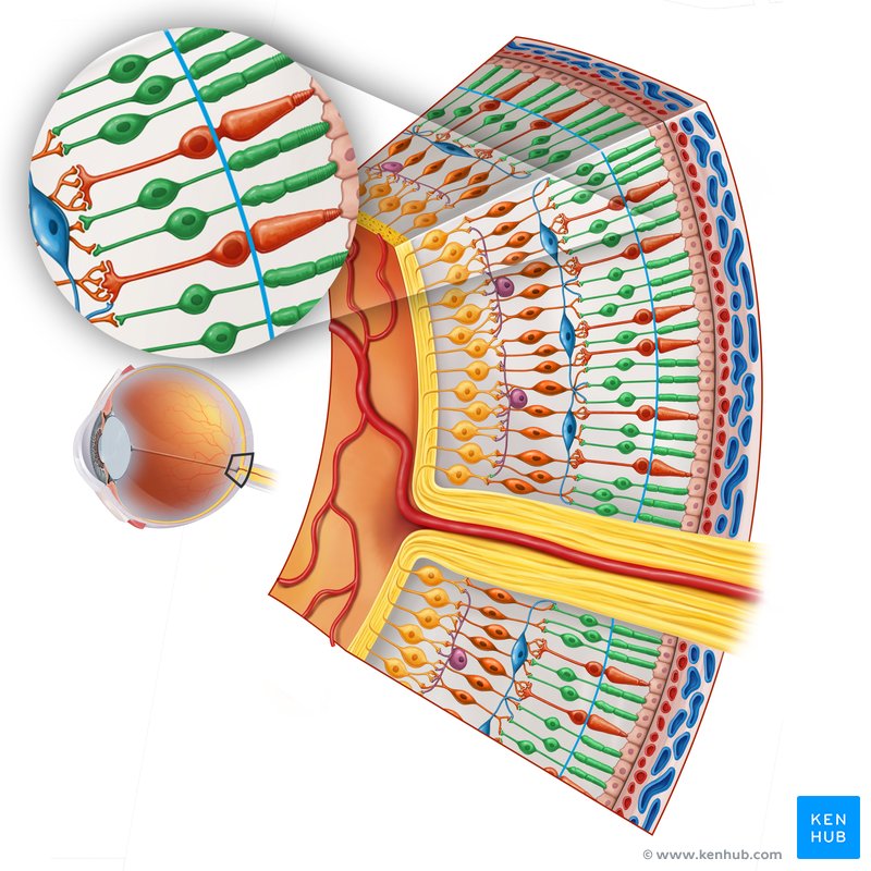 sensory receptors function
