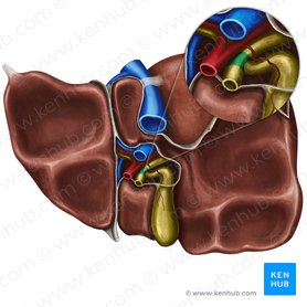 Gallenblase (Vesica biliaris) - Anatomie & Klinik | Kenhub