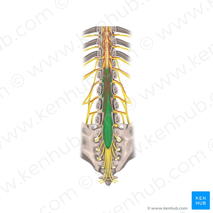 Vértebras lombares: Anatomia e clínica | Kenhub