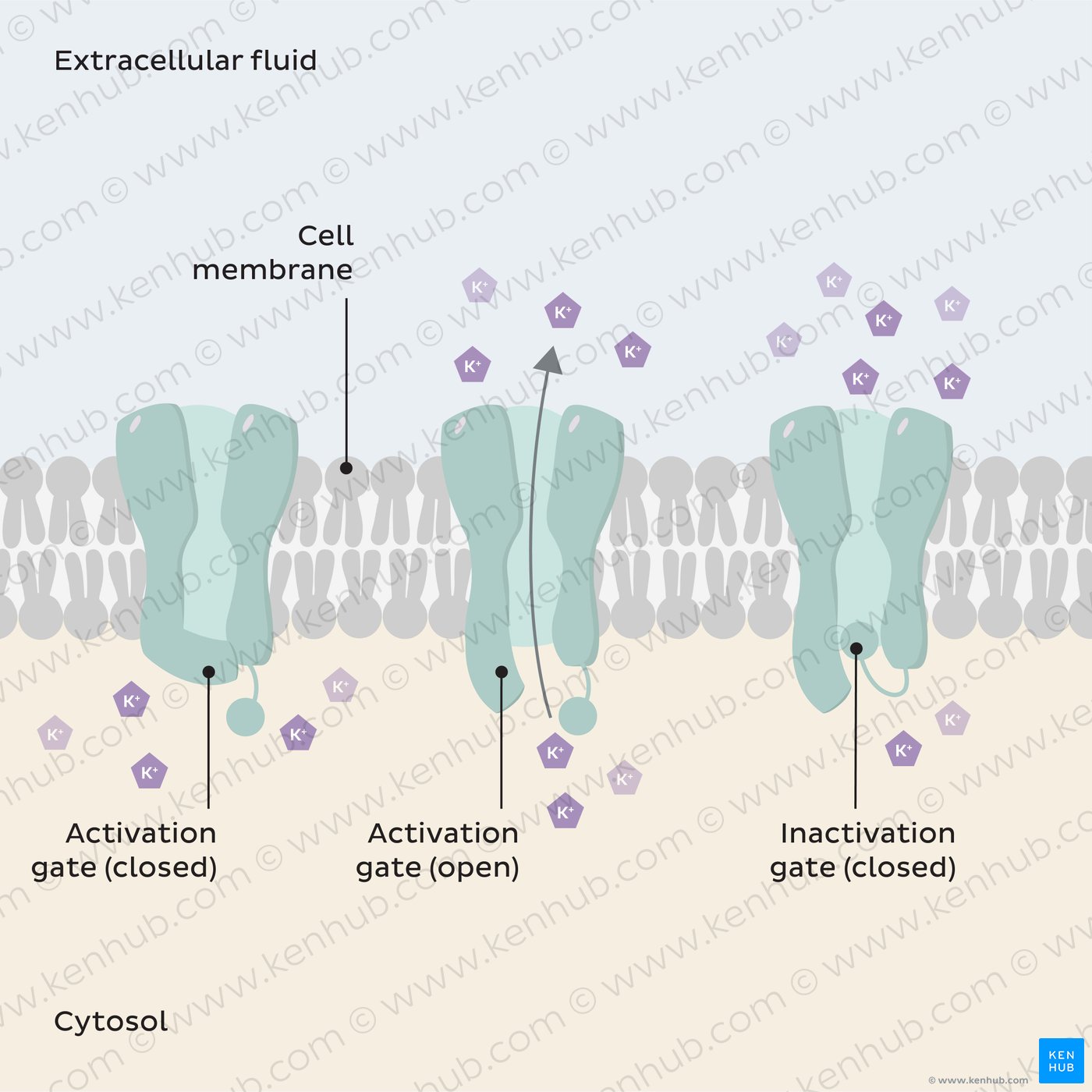 Voltage-gated ion channels: Structure, types and function | Kenhub