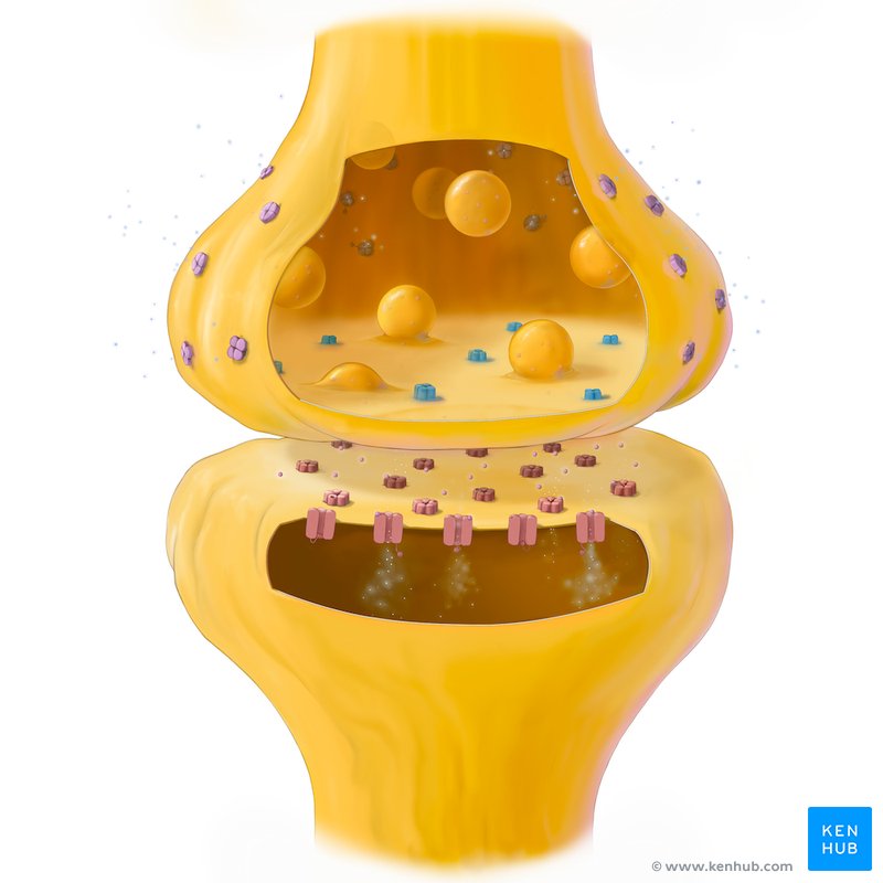 Sinapsis: Definición, tipos y estructura | Kenhub