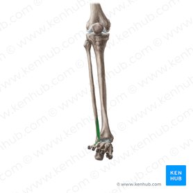 Fibularis tertius: Origin, insertion, innervation, action | Kenhub