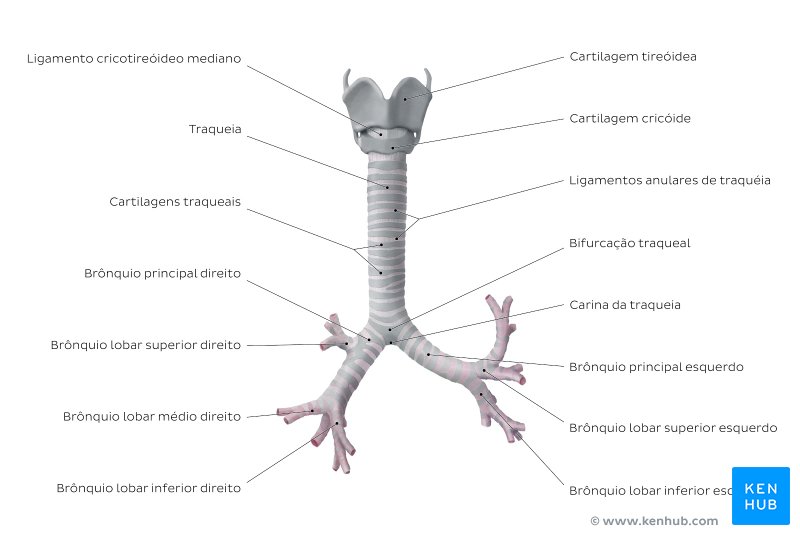 Tórax - caixa torácica, órgãos e neurovasculatura | Kenhub