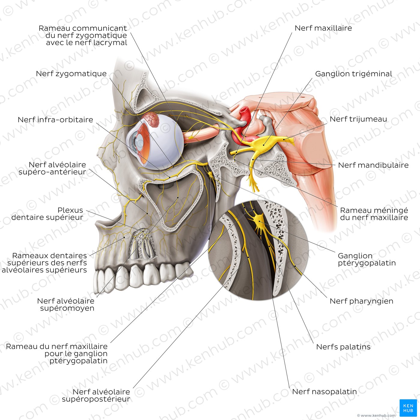 Nerf Trijumeau V Anatomie Fonction Et Branches Kenhub