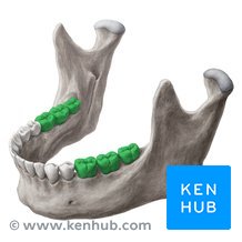 Molar tooth: anatomy, location and function | Kenhub