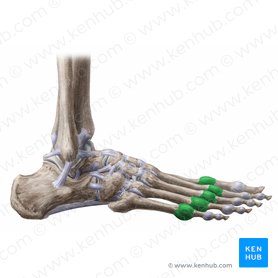 Metatarsophalangeal (MTP) joints: Bones, movements, musc | Kenhub