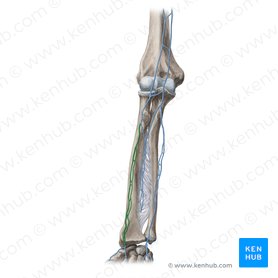 Veins of the upper limb: Anatomy | Kenhub